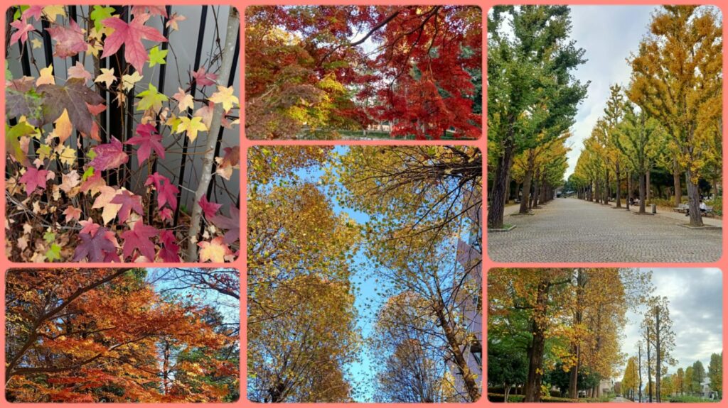 Filosofi Hidup: Pohon Maple “Sang Daun Multi Warna Yang Harmonis Dengan ...